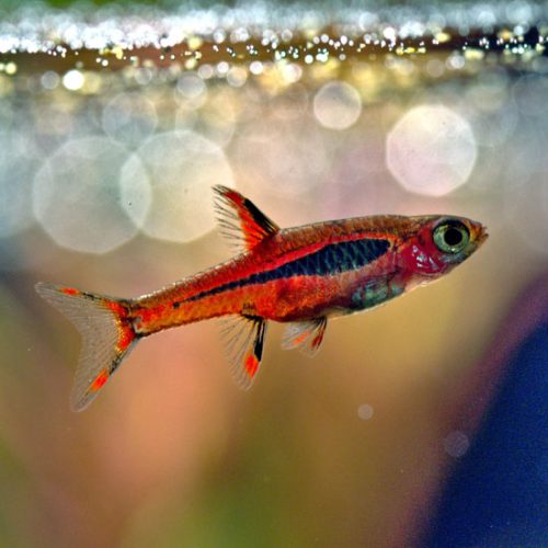 Chili Rasbora – Full Care Guide - BiomesInaBox