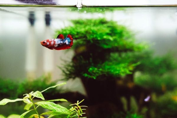 10 Red Tropical Fish for Your Freshwater Fish Tank - BiomesInaBox