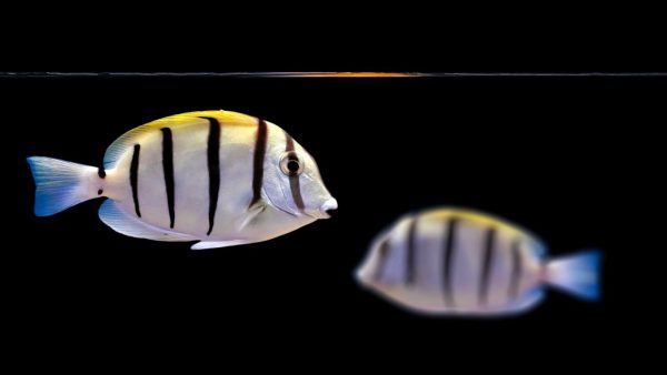 Convict Tang – Complete Care Guide – BiomesInaBox