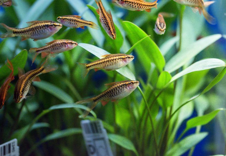 10 Best Fish For a 20 Gallon Tank – Freshwater Edition - BiomesInaBox