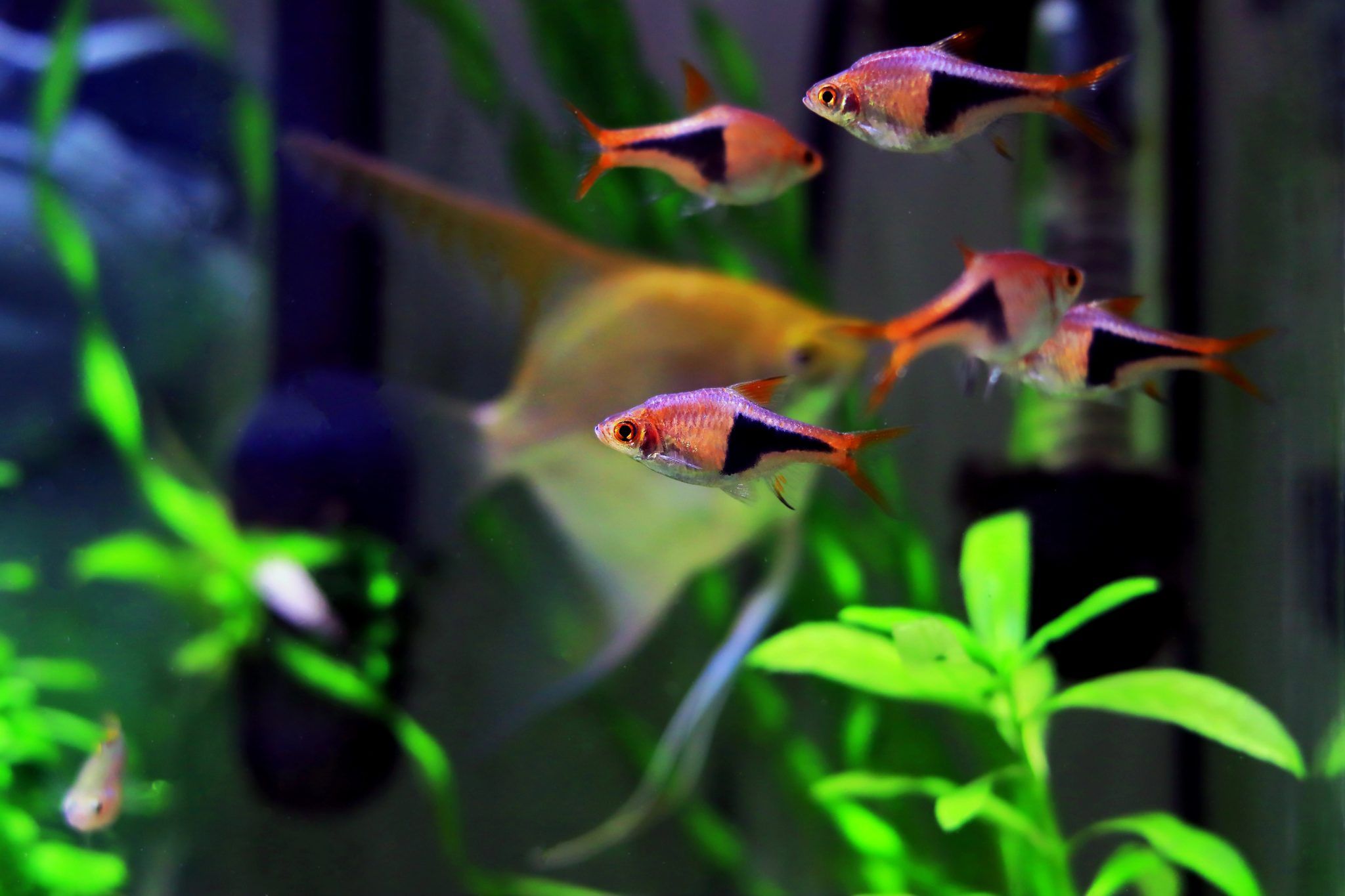 10 Best Fish For a 20 Gallon Tank – Freshwater Edition - BiomesInaBox