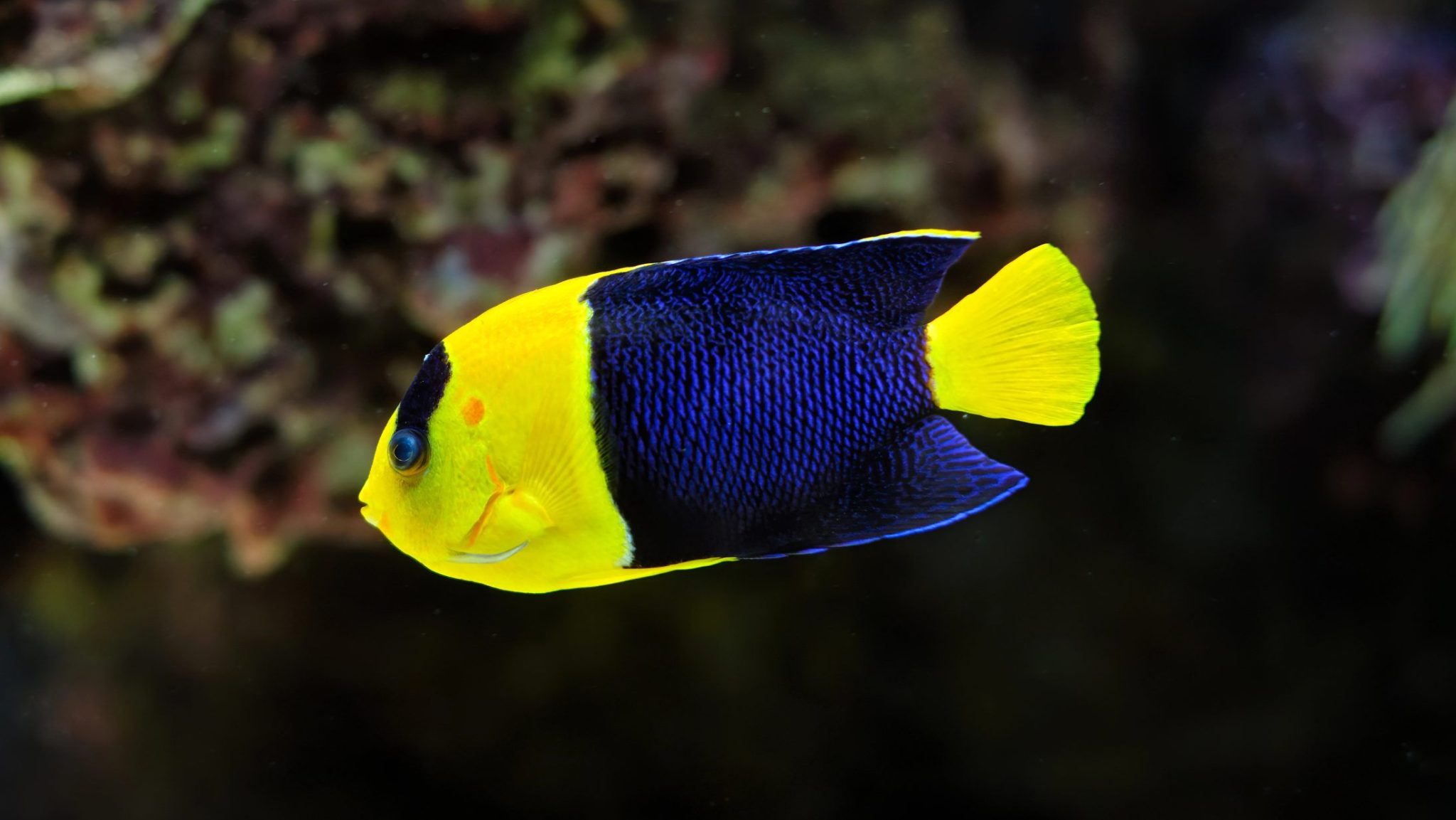 Flame Angelfish – Complete Care Guide - BiomesInaBox