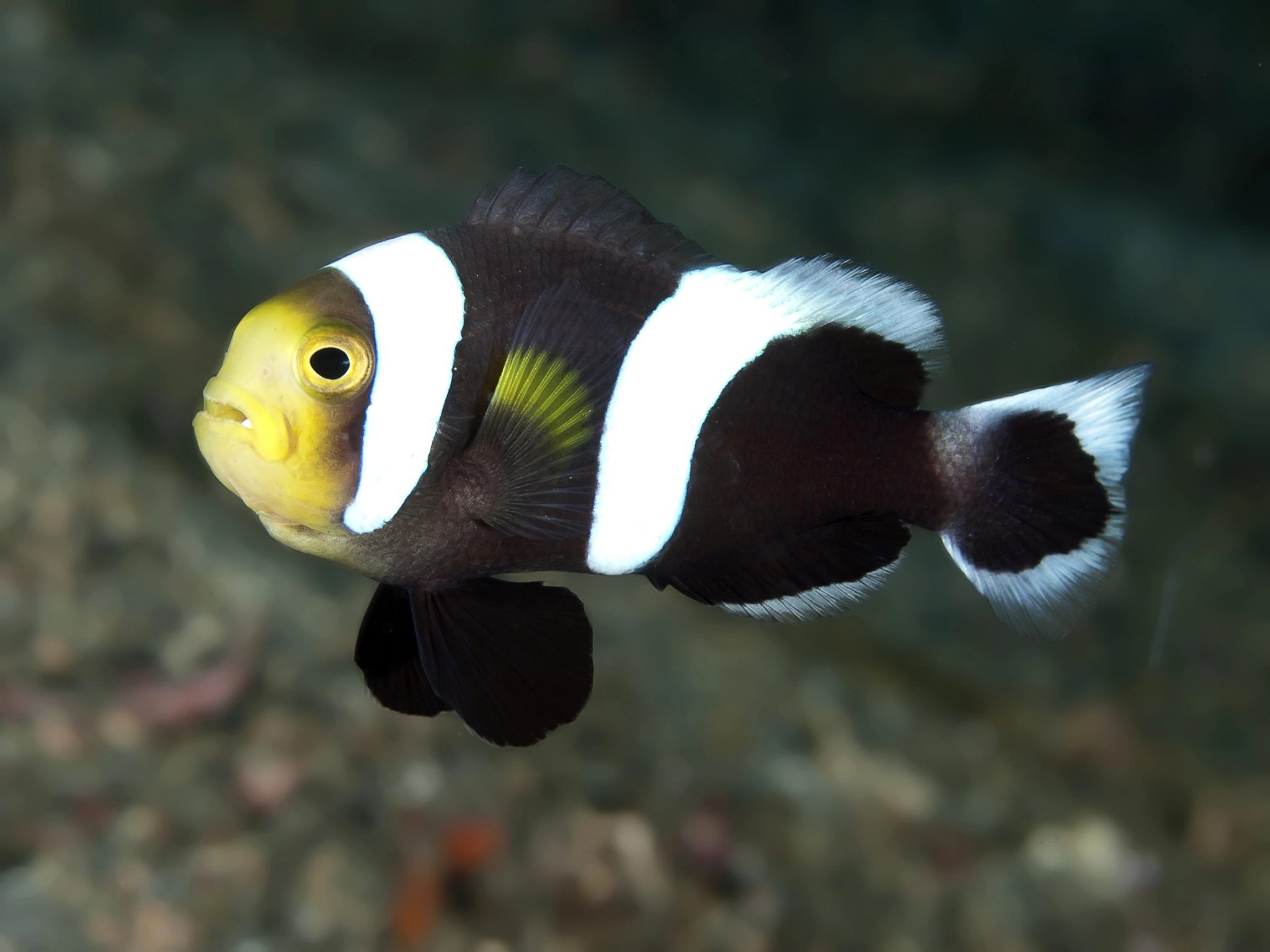 Saddleback Clownfish – Complete Care Guide - BiomesInaBox